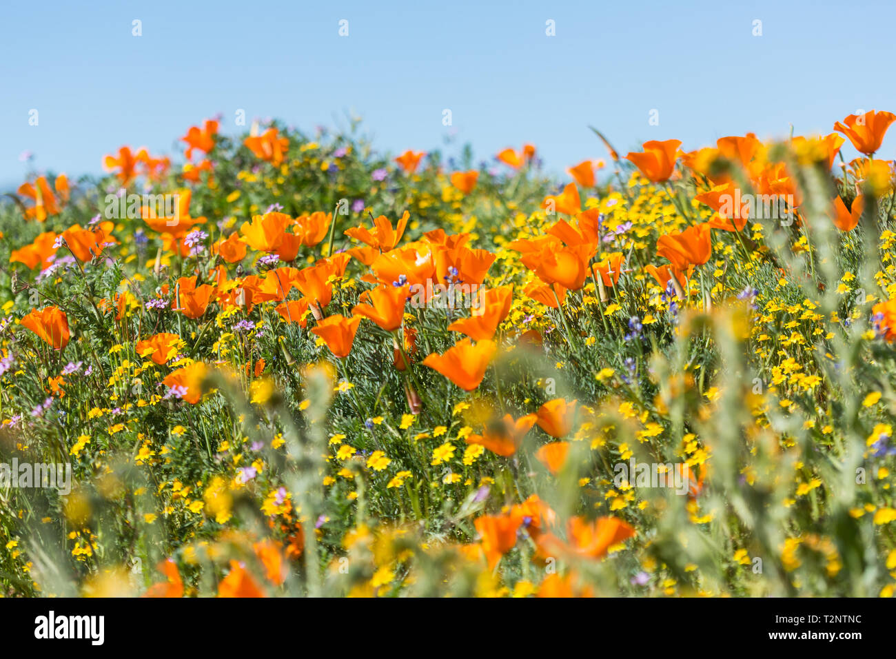Orange poppies during super bloom season in Southern California Stock ...