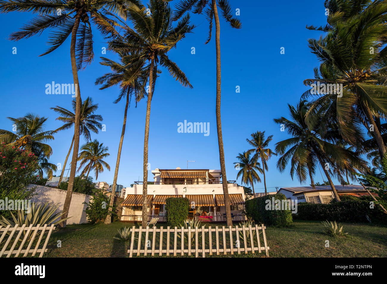 Coconut trees in Mauritius island Stock Photo - Alamy
