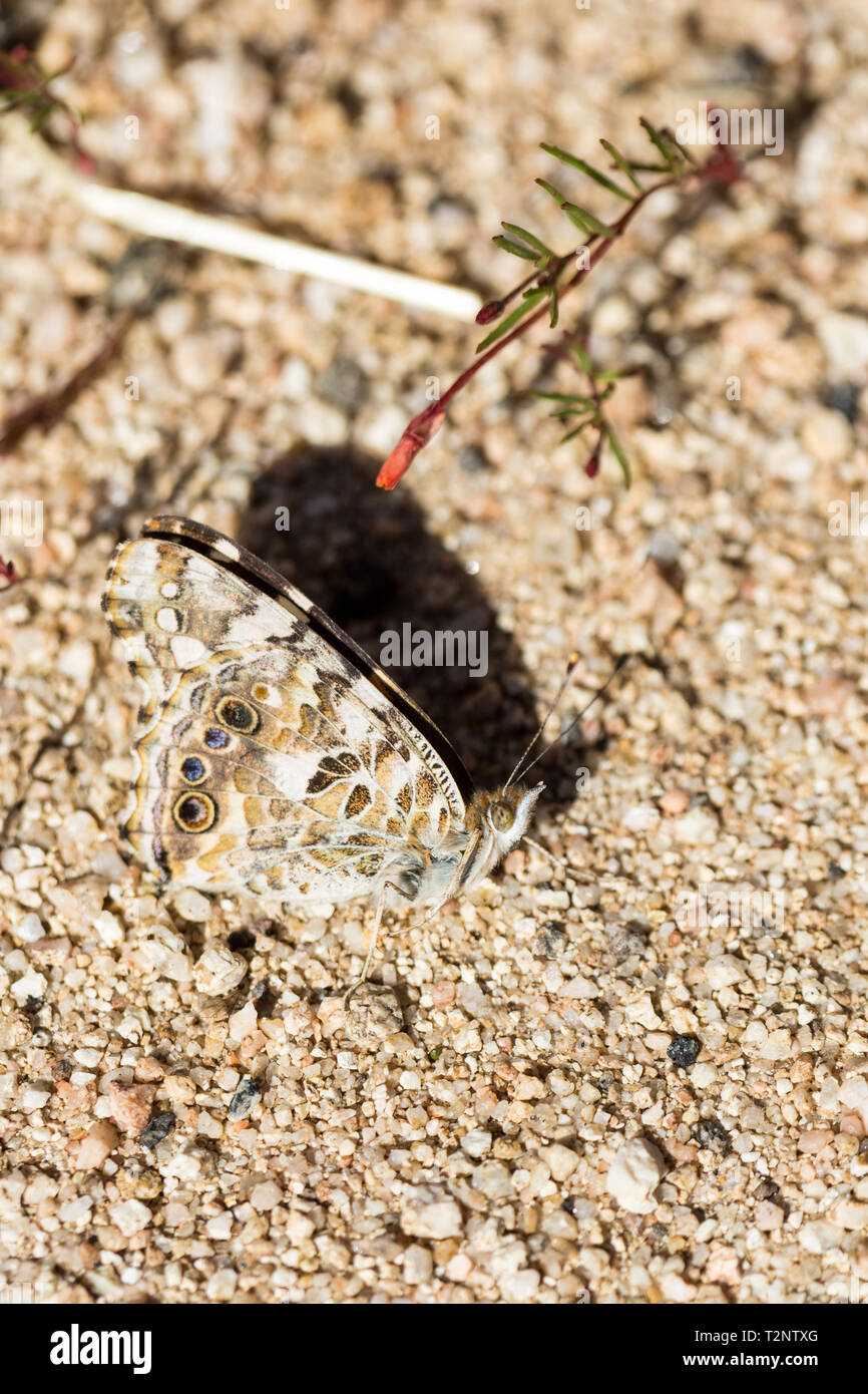 Small camouflaged butterfly in the sand Stock Photo - Alamy