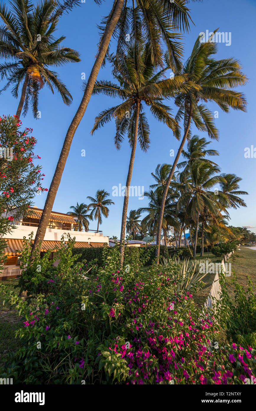 Coconut trees in Mauritius island Stock Photo - Alamy