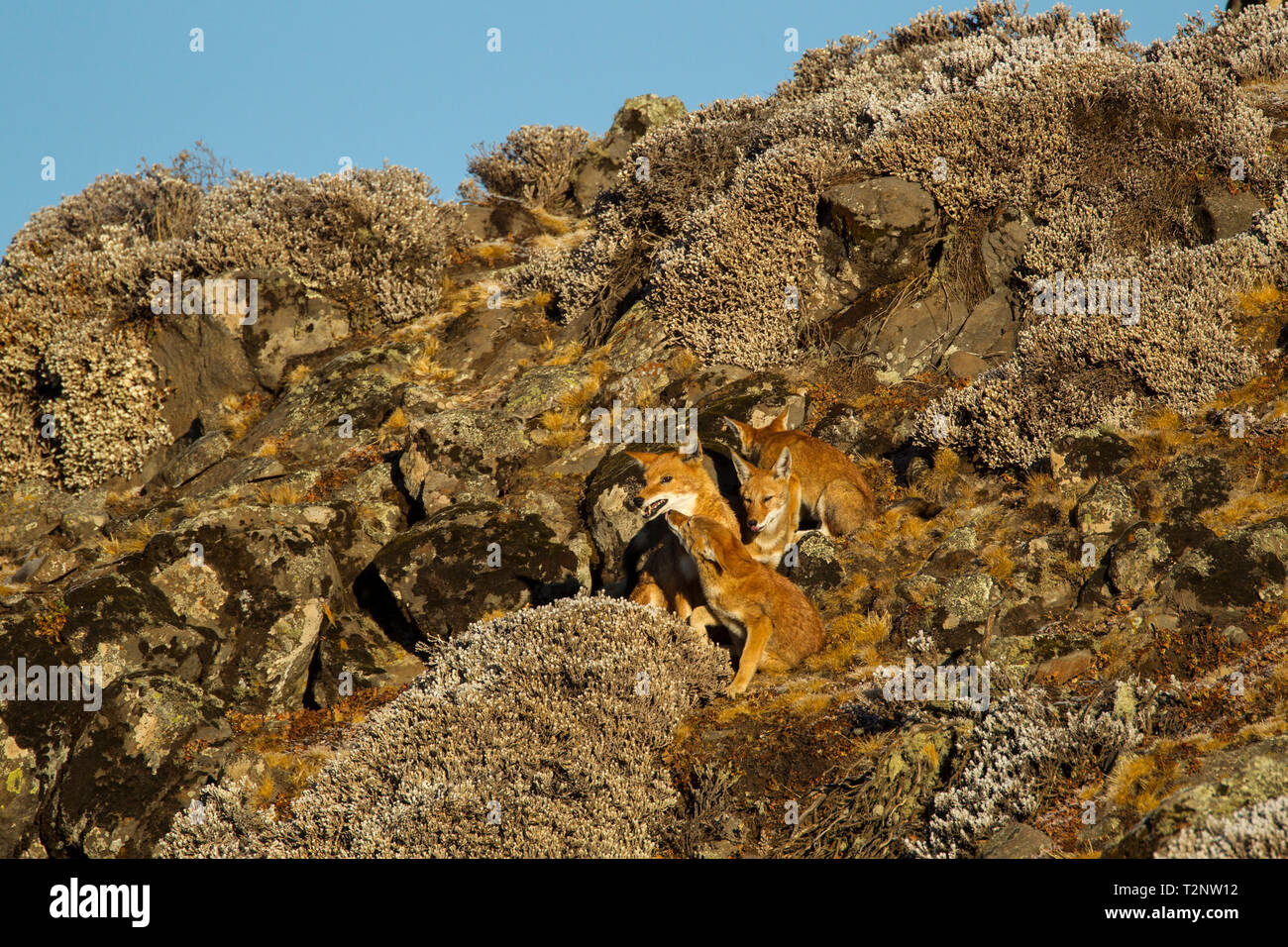 Family of ethiopian Wolves (anis simensis) on rocky hillside, Sanetti ...