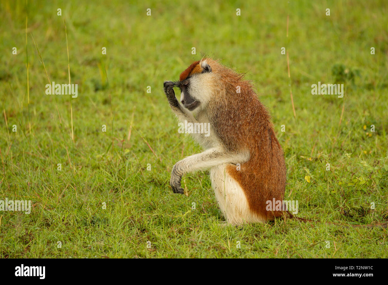 Monkey scratching head hi-res stock photography and images - Alamy
