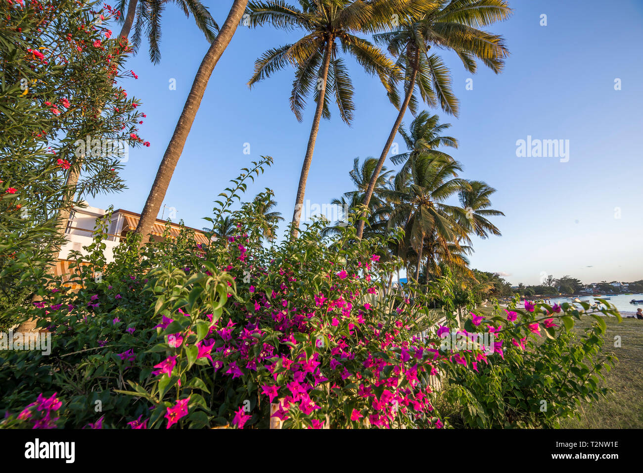 Coconut trees in Mauritius island Stock Photo - Alamy