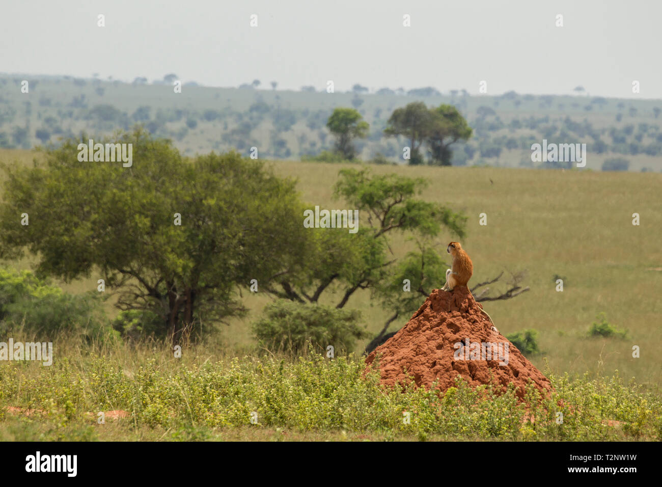 Patas monkey (erythrocebus patas) looking out from top of termite mound ...