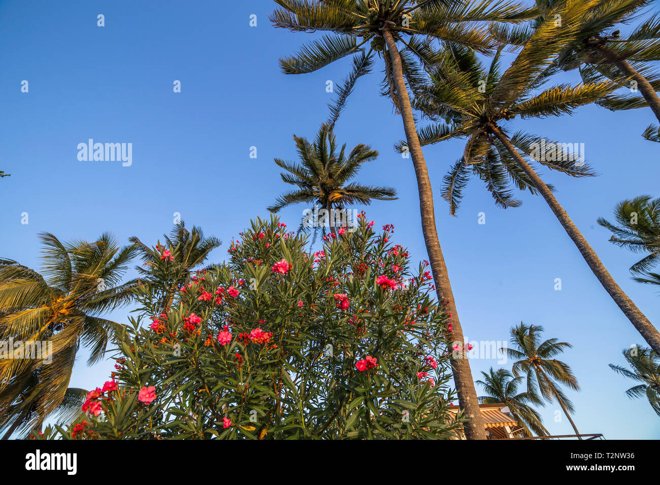 Coconut trees in Mauritius island Stock Photo - Alamy
