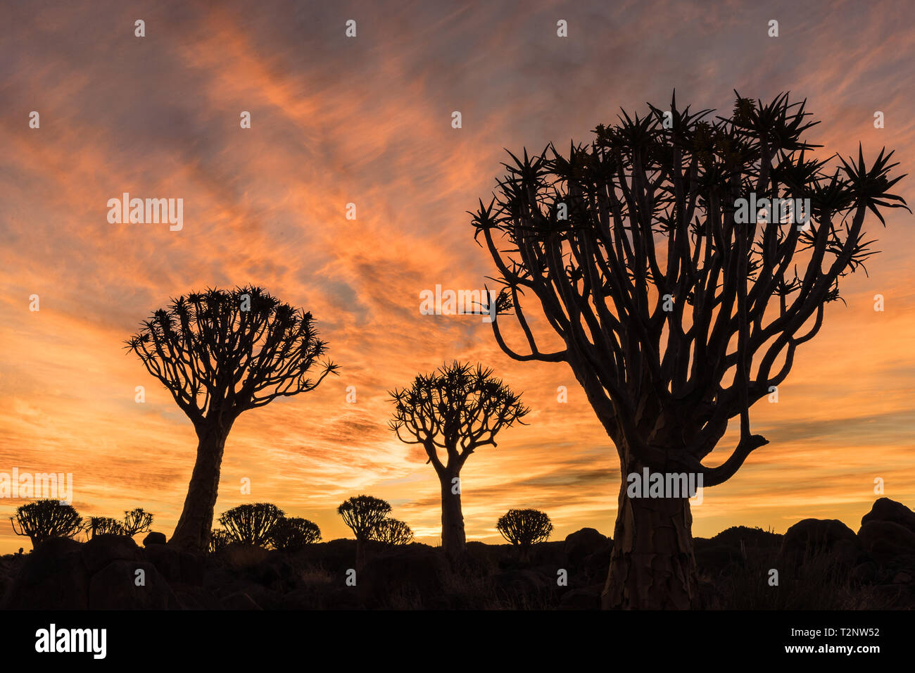 Silhouette quiver tree forest hi-res stock photography and images - Alamy