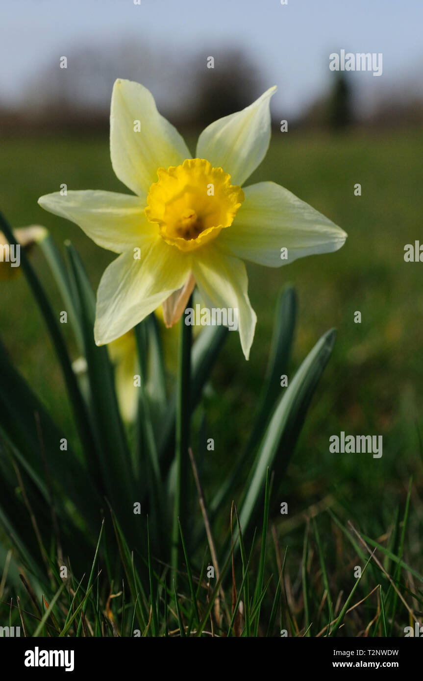 Wild Daffodil (Narcissus narcissus pseudonarcissus) on a Nature Reserve ...