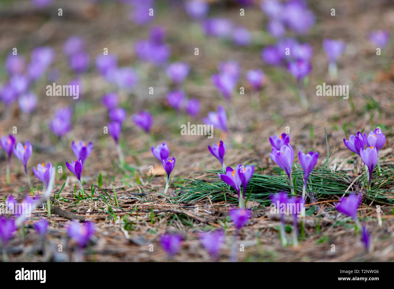 First flowers crocuses bloom under bright sunlight as background Stock ...