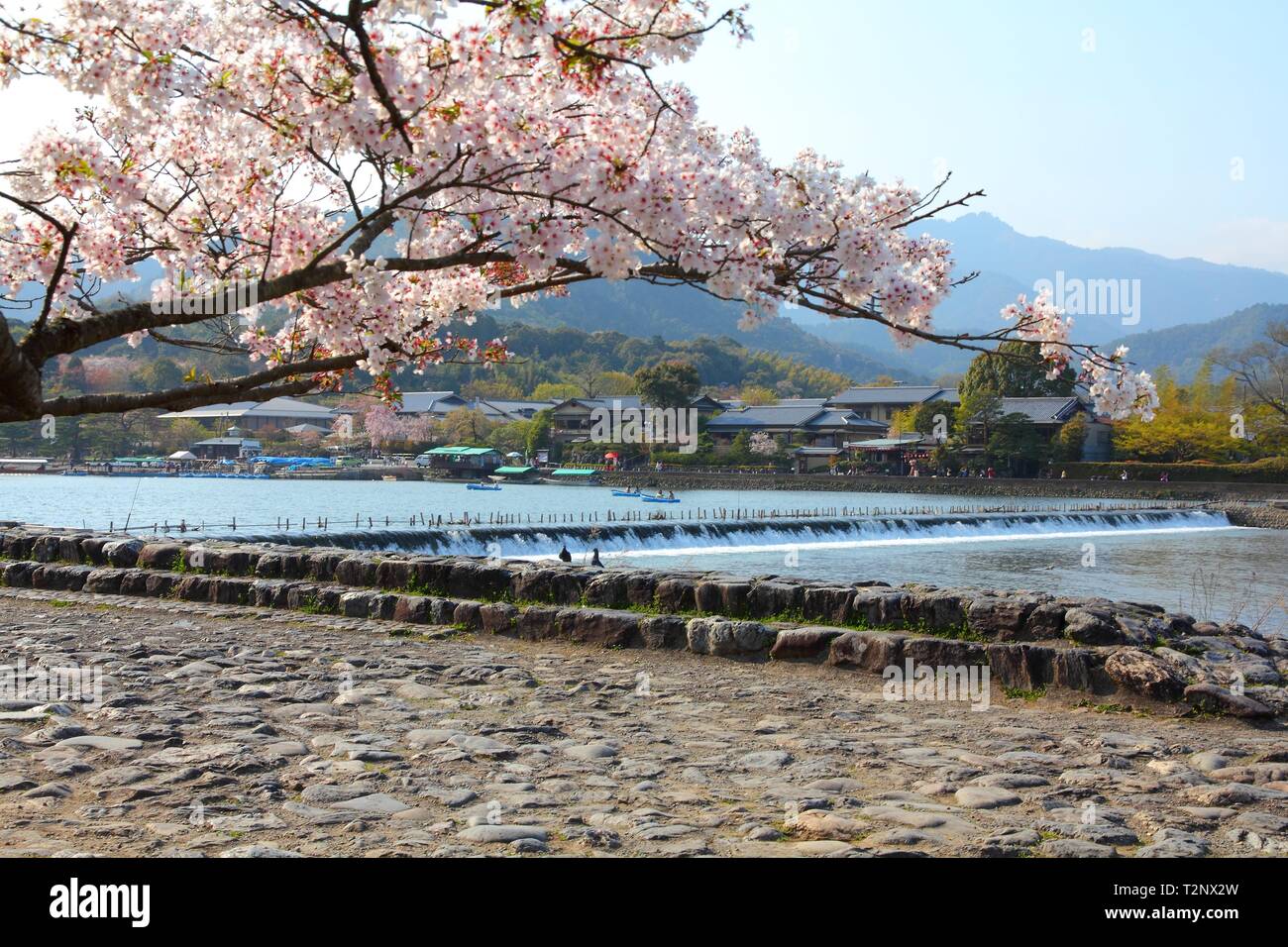 Cherry blossom and Oi River in Arashiyama, Kyoto, Japan. Japanese view ...