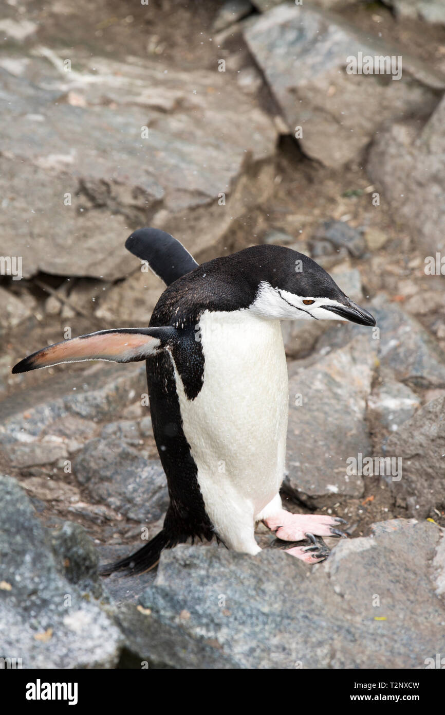 Chinstrap Penguin, Pygoscelis antarcticus on Half Moon Island ...
