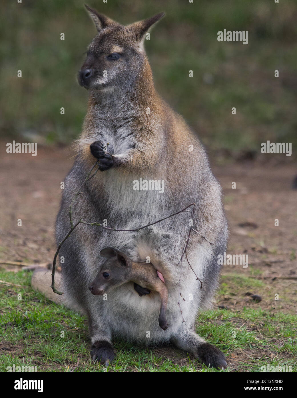 Wallaby With A Baby In Its Pouch Stock Photo - Alamy