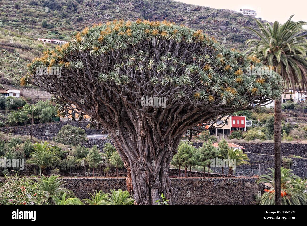 Tenerife - ancient Dracaena Draco (Dragon tree), famous millenary tree ...
