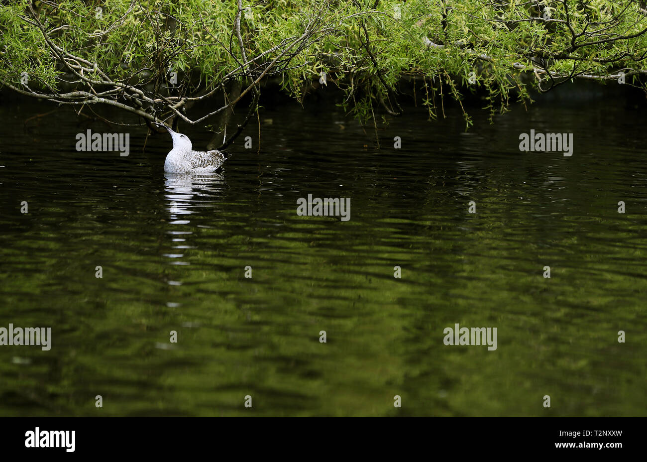 Gull on the pond in st stephens green in dublin hi-res stock ...