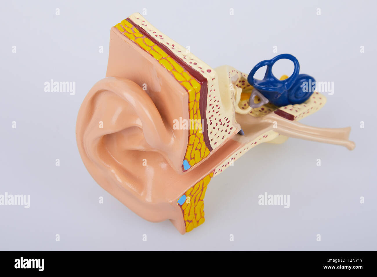 Artificial human ear model isolated on white background. Human ear. Ear ...