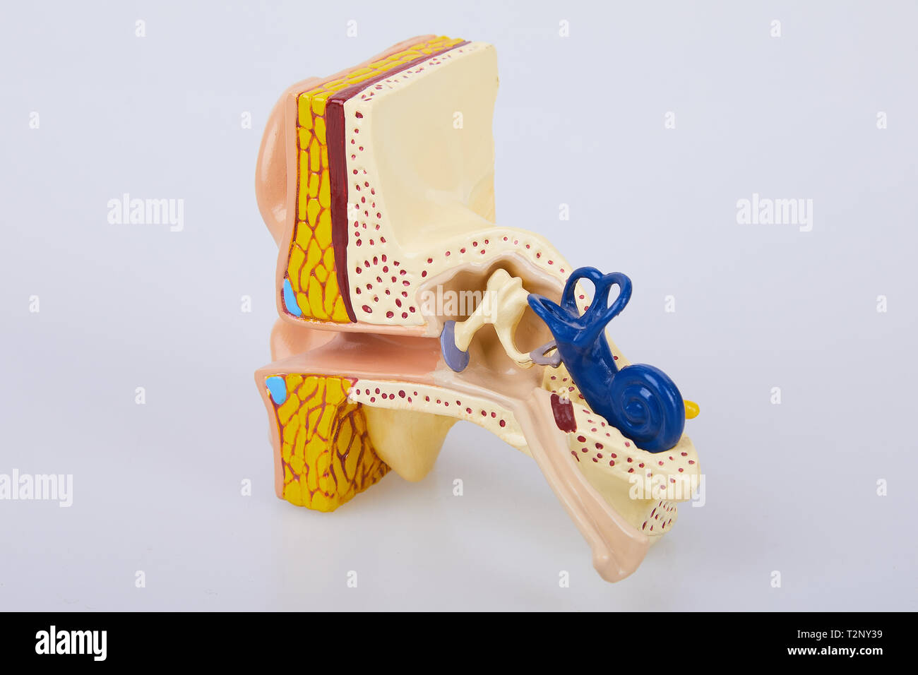 Artificial human ear model isolated on white background. Human ear. Ear ...