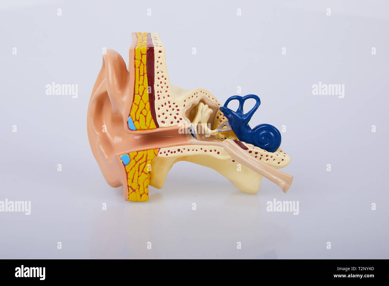 Artificial human ear model isolated on white background. Human ear. Ear ...