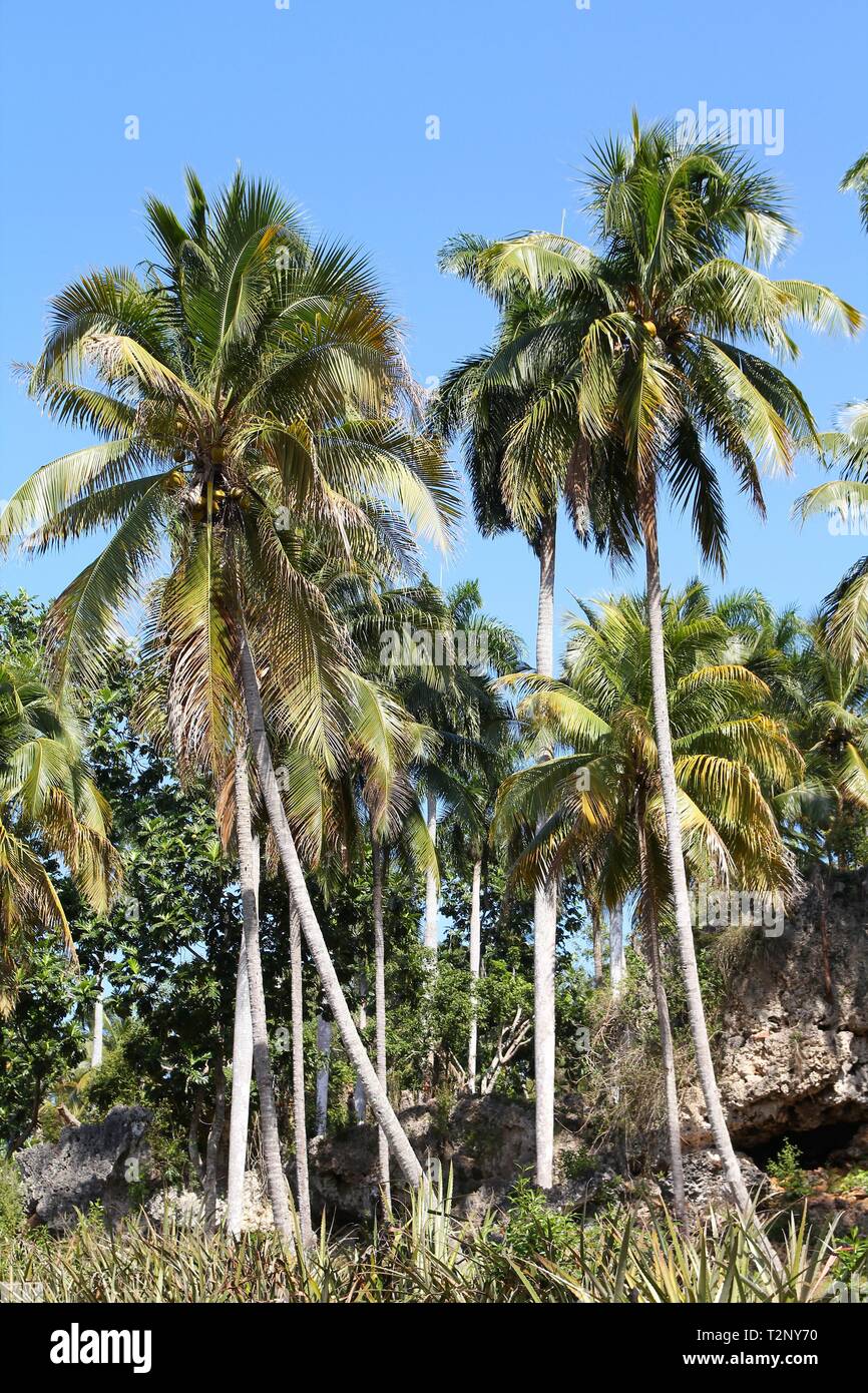 Baracoa, Cuba - coconut palm trees, natural landscape Stock Photo - Alamy