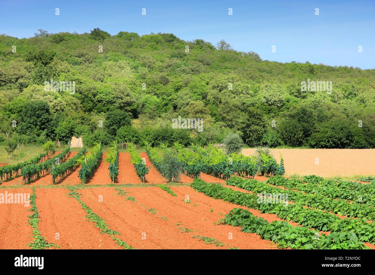 Croatia - vineyard on Istria peninsula. Agriculture on red soil Stock ...