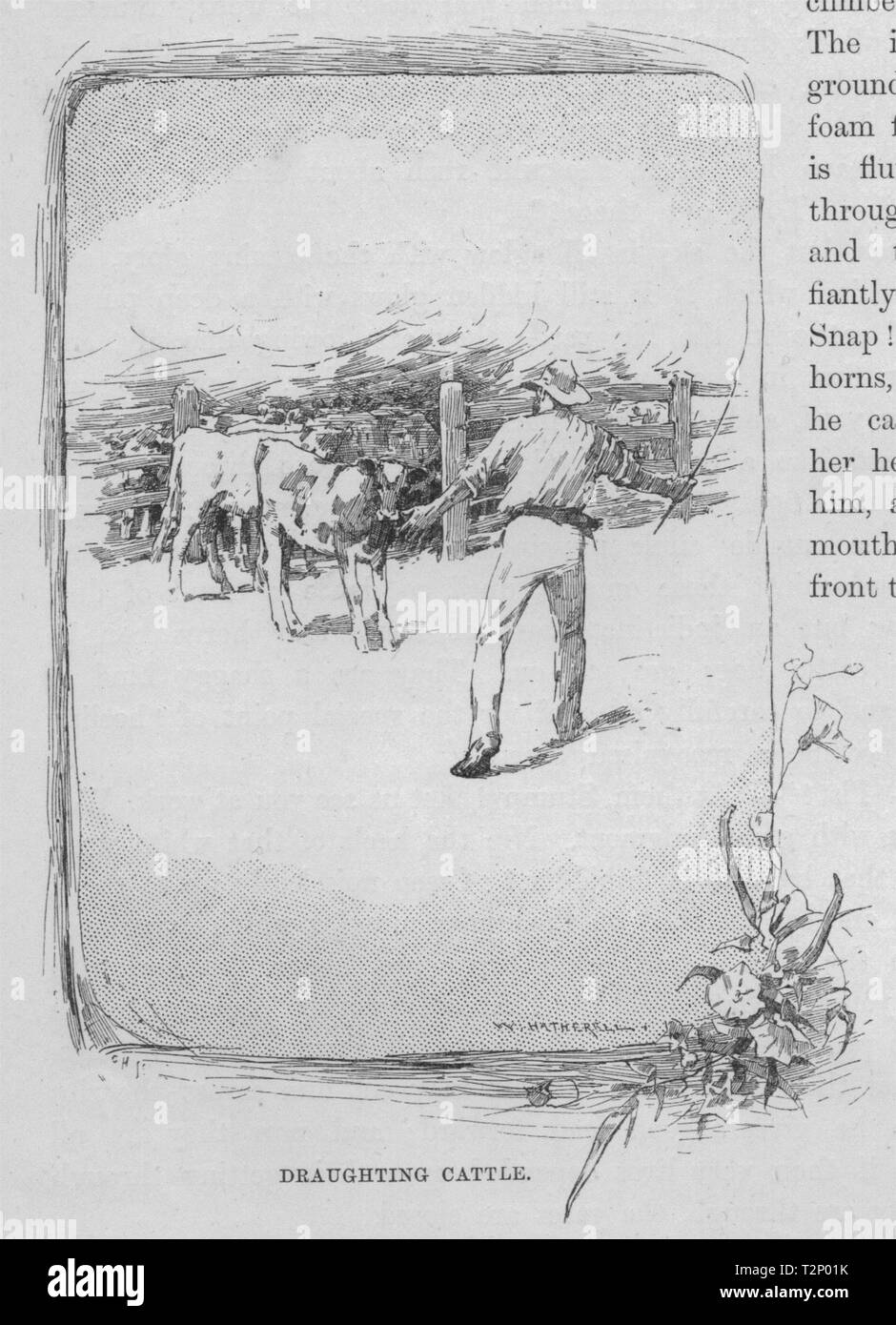 Draughting Cattle. Australia 1890 old antique vintage print picture ...