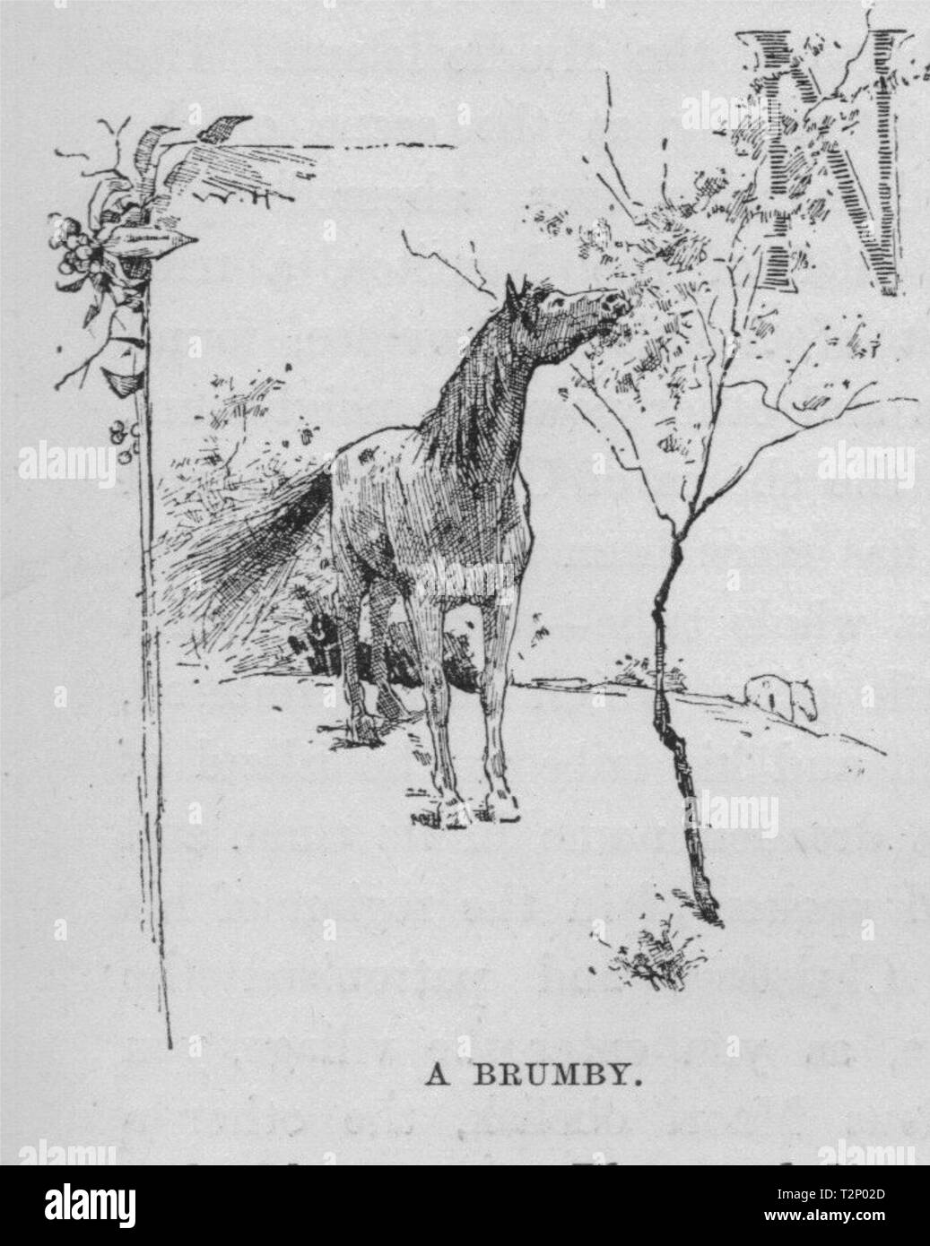 A Brumby. The Brumby. Australia 1890 old antique vintage print picture ...
