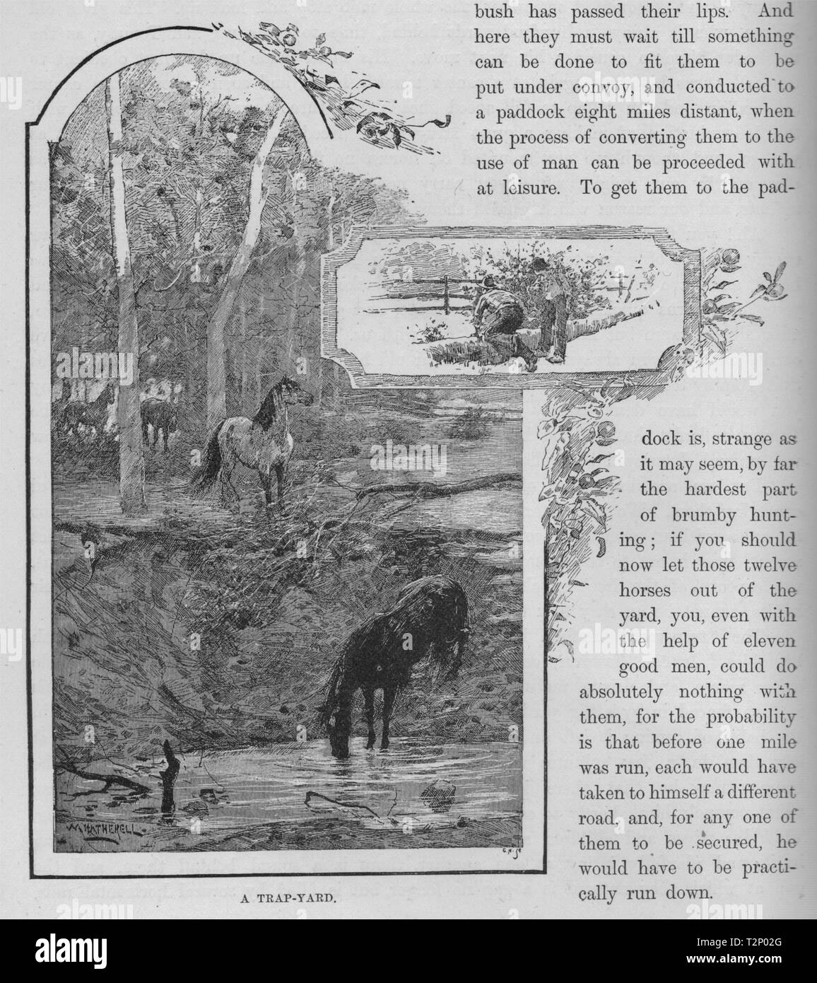 A Trap Yard. The Brumby. Australia 1890 old antique vintage print ...