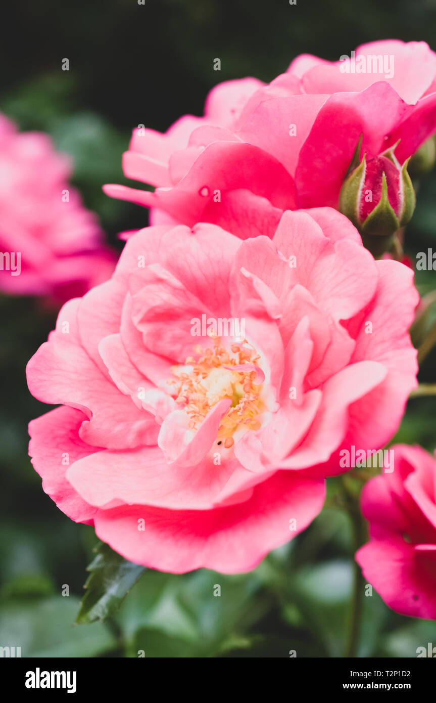 rose garden in bloom backdrops - pink roses flower heads springtime ...