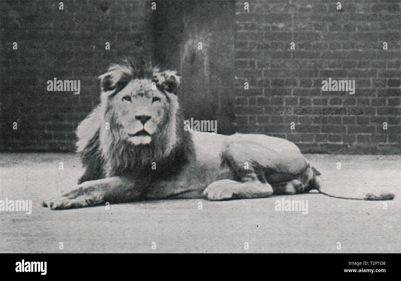 London zoo lion hi-res stock photography and images - Alamy