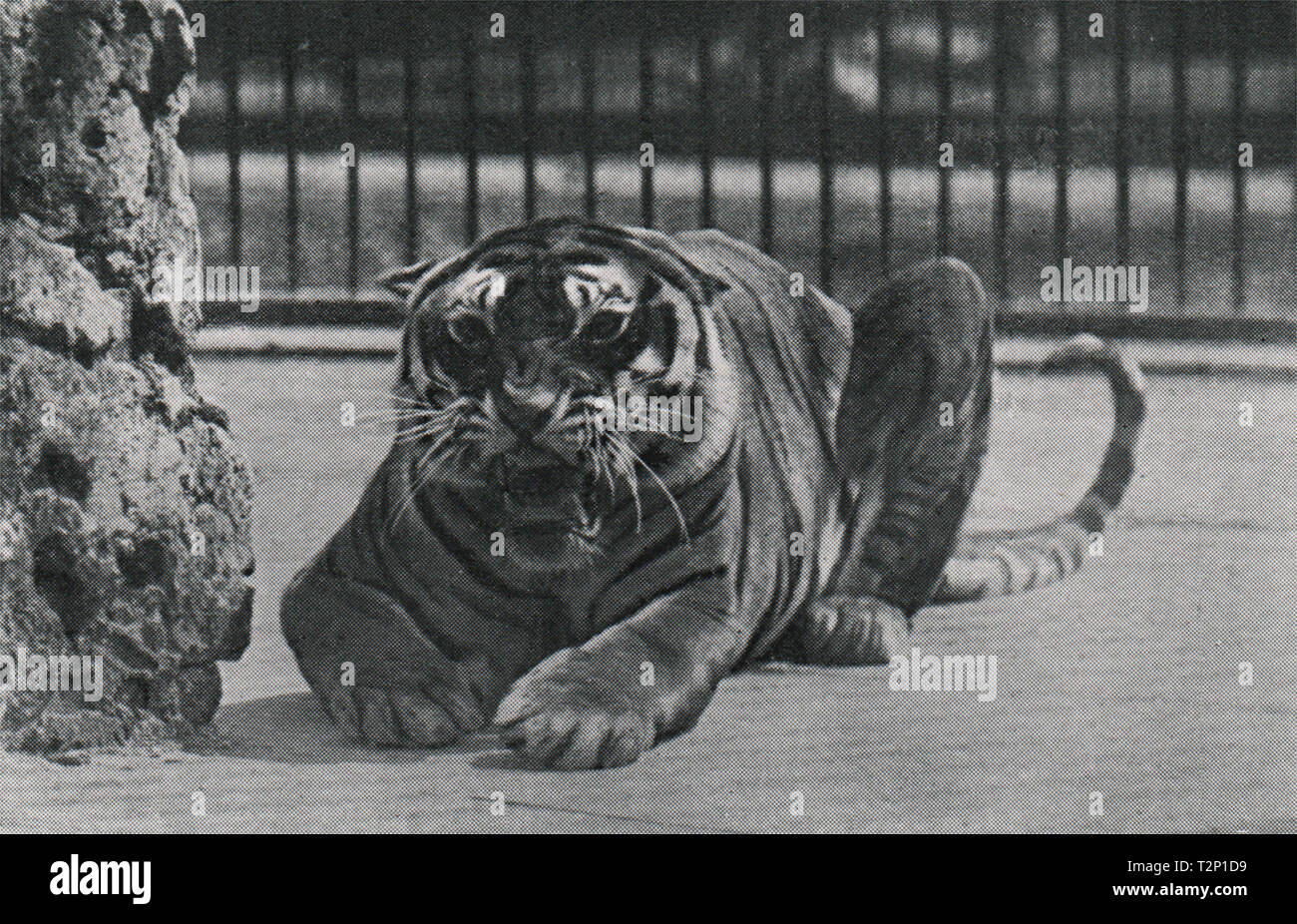 Tiger tiger and london hi-res stock photography and images - Alamy