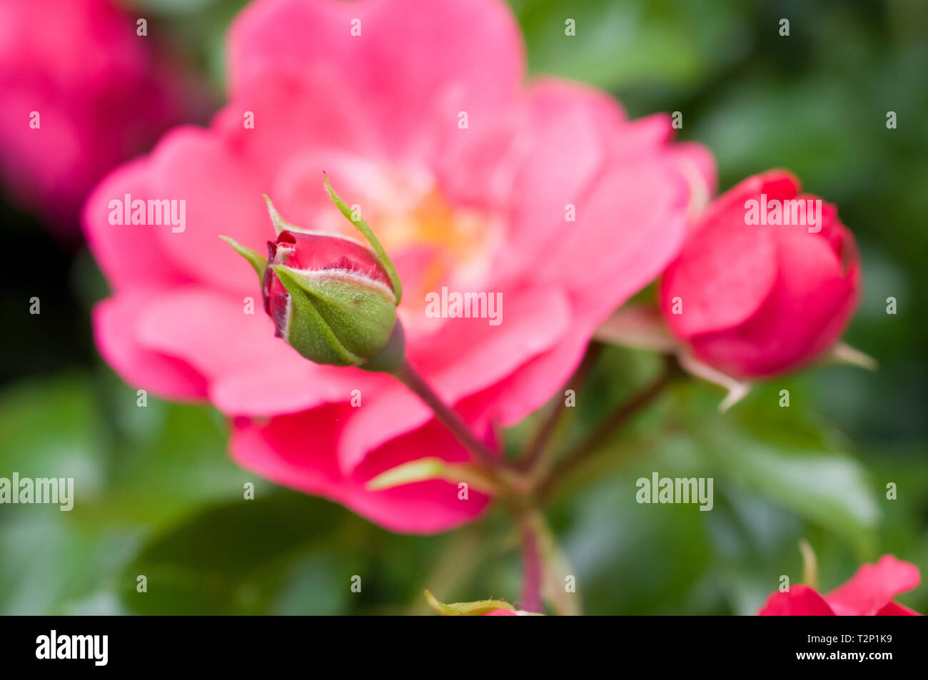 rose garden in bloom backdrops - pink roses flower heads springtime ...