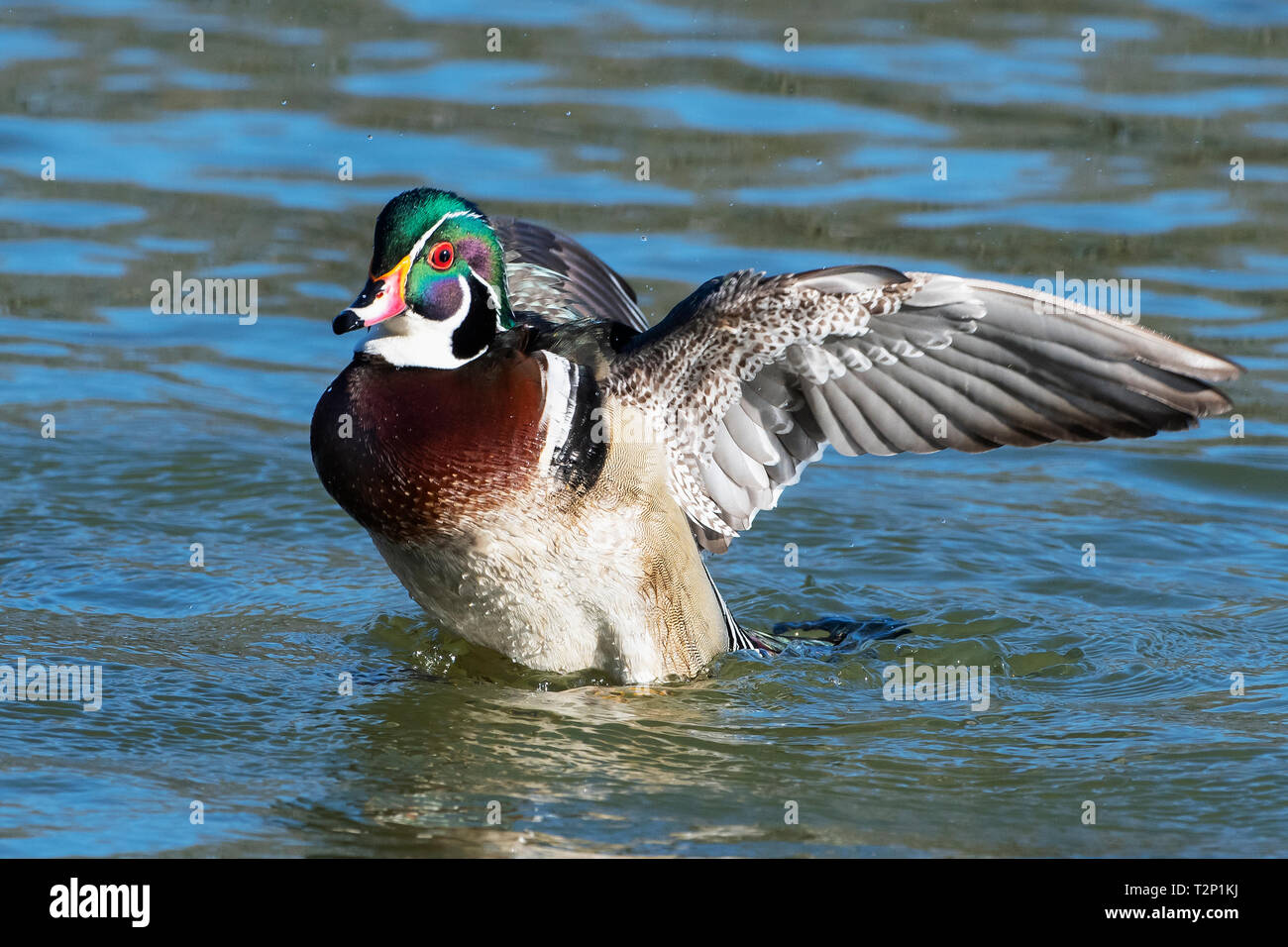 Drake american wood duck hi-res stock photography and images - Alamy