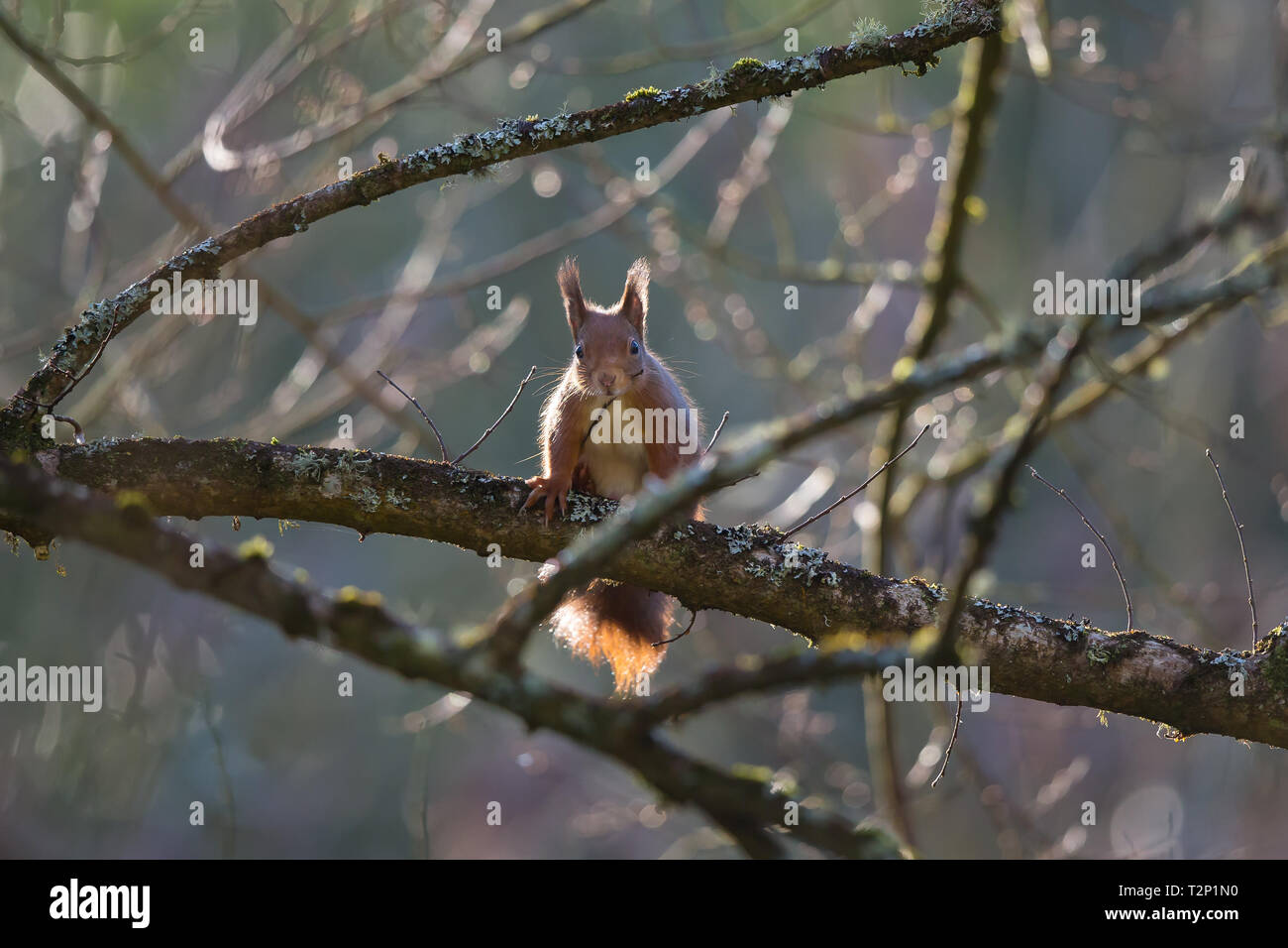Forward facing squirrel hi-res stock photography and images - Alamy