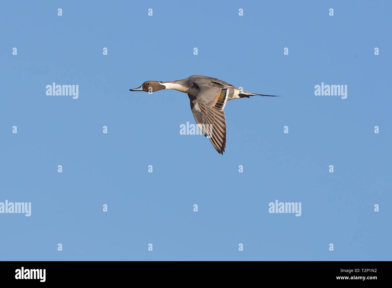 Northern pintail duck male (Anas acuta) flying isolated in blue winter sky Stock Photo - Alamy