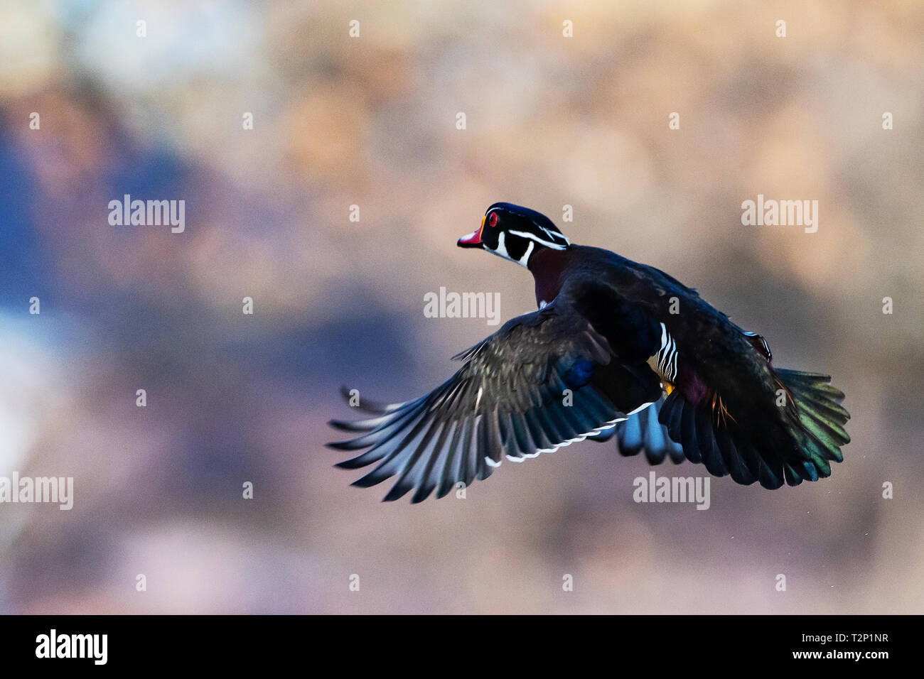 Flying drake hi-res stock photography and images - Alamy