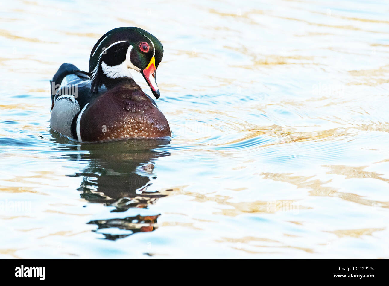 Drake American wood duck on early spring pond Stock Photo - Alamy