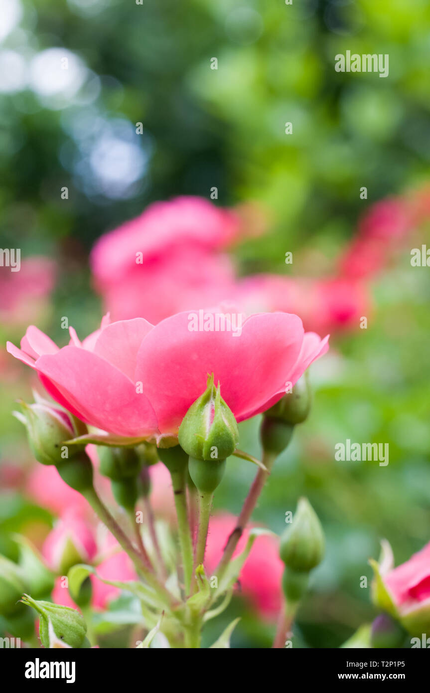 rose garden in bloom backdrops - pink roses flower heads springtime ...