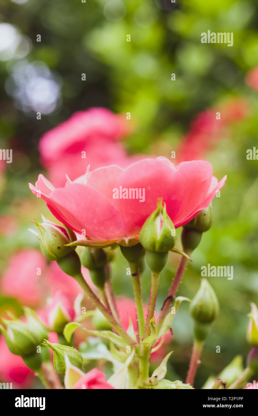 rose garden in bloom backdrops - pink roses flower heads springtime ...