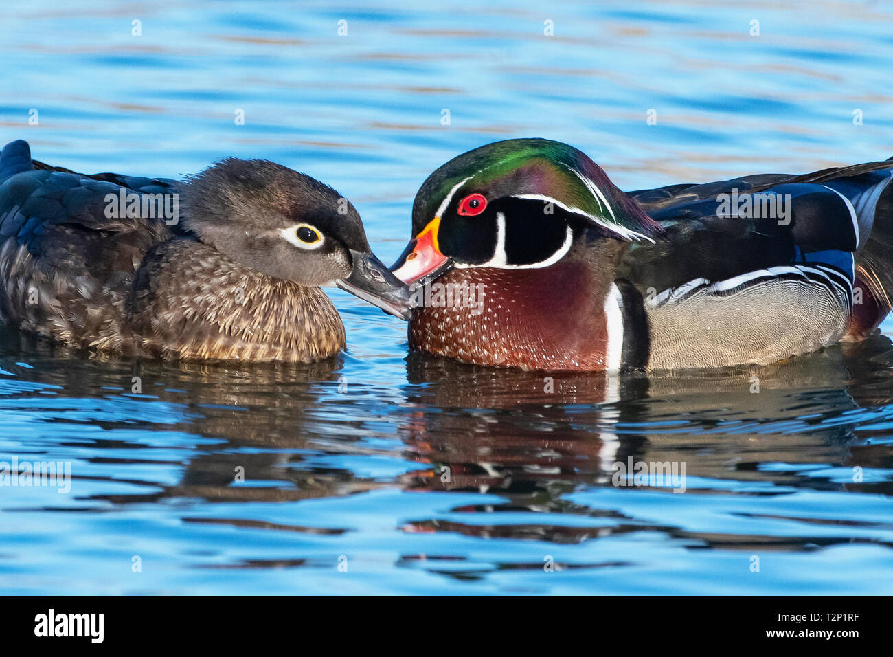 Pair ducks hi-res stock photography and images - Alamy