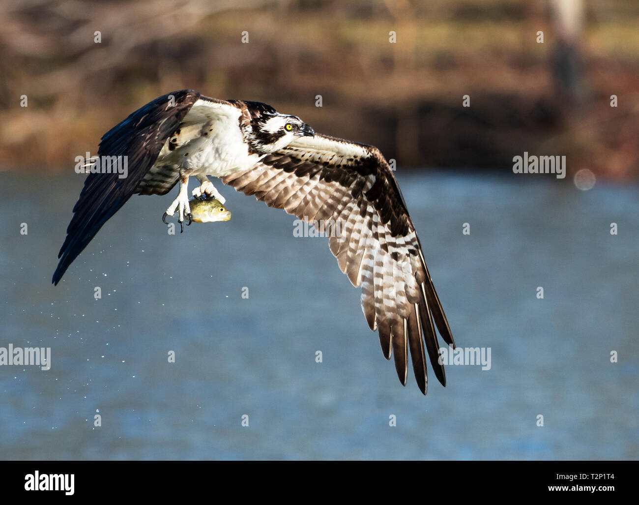 Osprey carrying fish after successful dive Stock Photo - Alamy