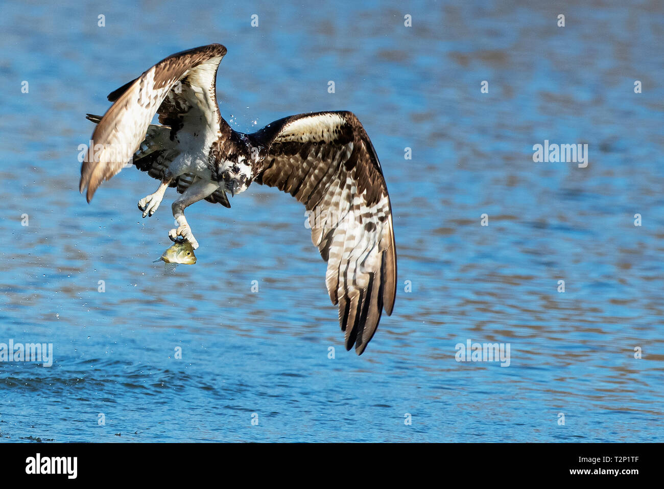 Bird of prey dive hi-res stock photography and images - Alamy