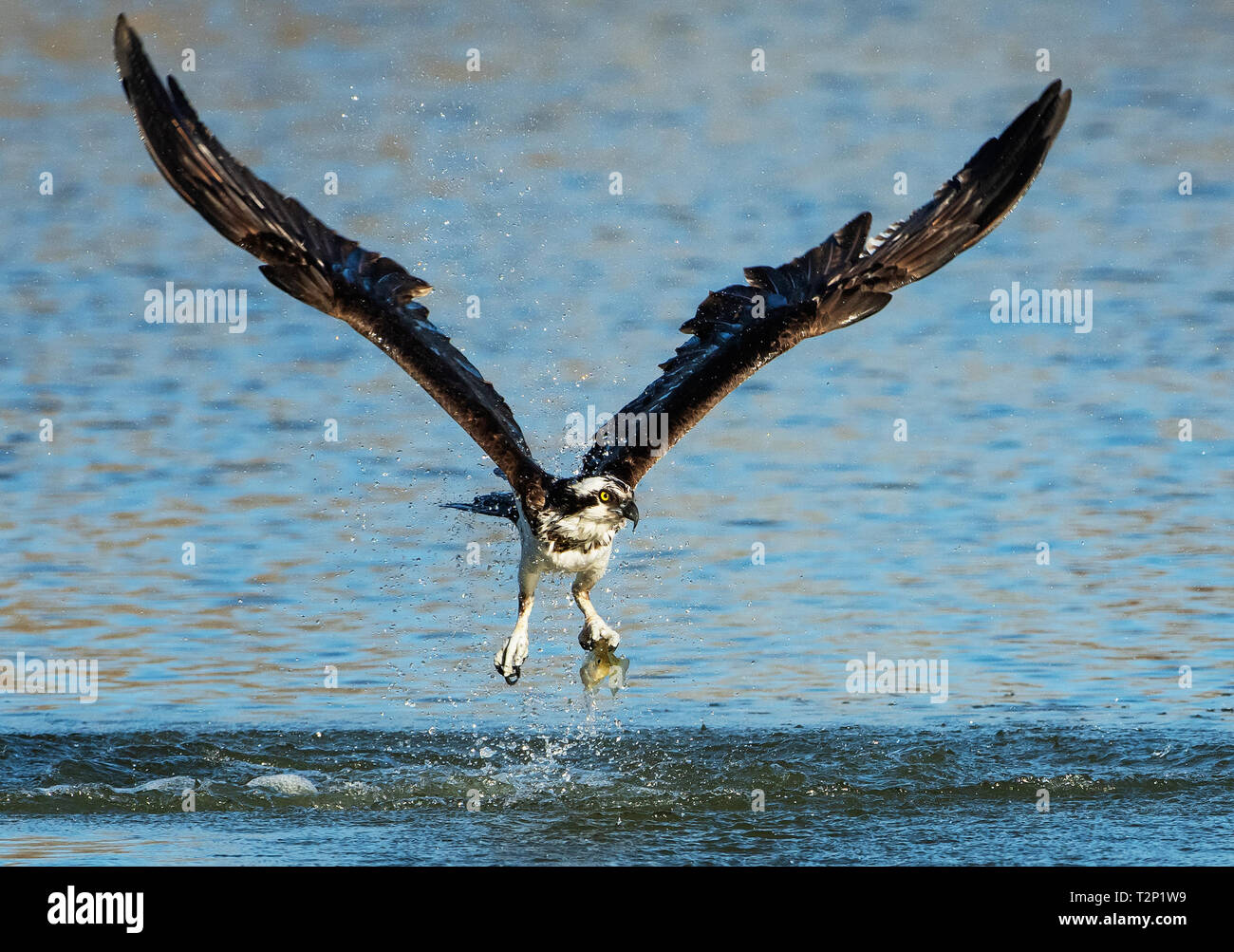 Osprey carrying fish after successful dive Stock Photo - Alamy