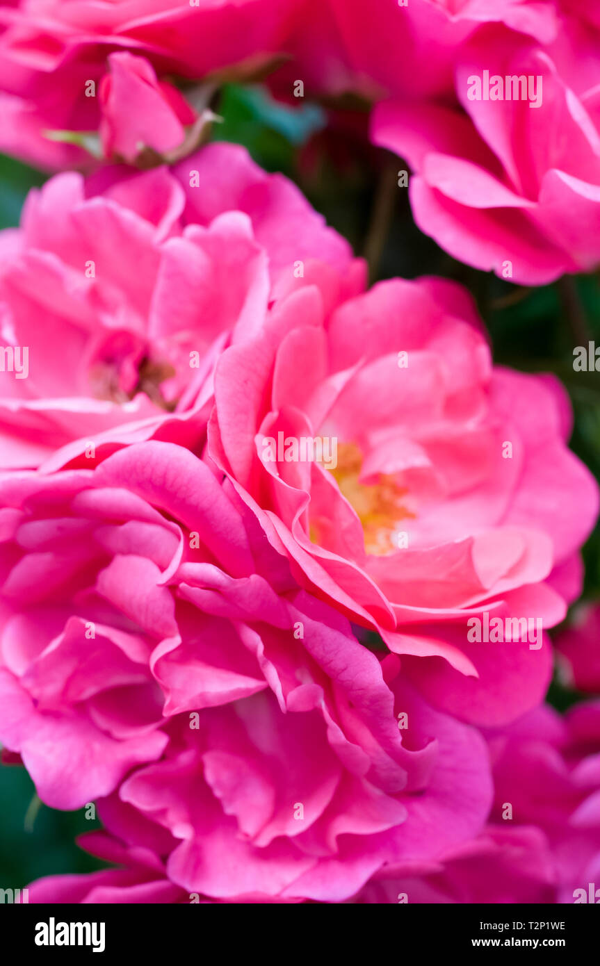 rose garden in bloom backdrops - pink roses flower heads springtime ...