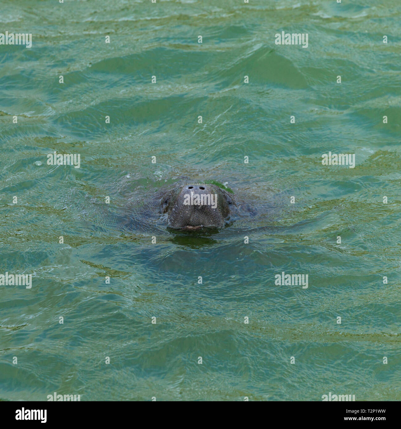 FLORIDA MANATEE ((Trichechus manatus latirostris ), Everglades National ...