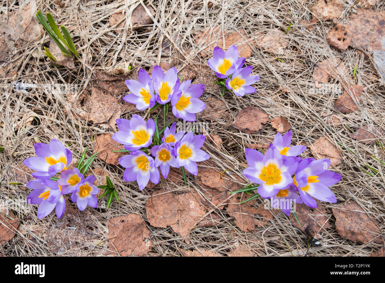 Tricolor Crocus Stock Photos & Tricolor Crocus Stock Images - Alamy