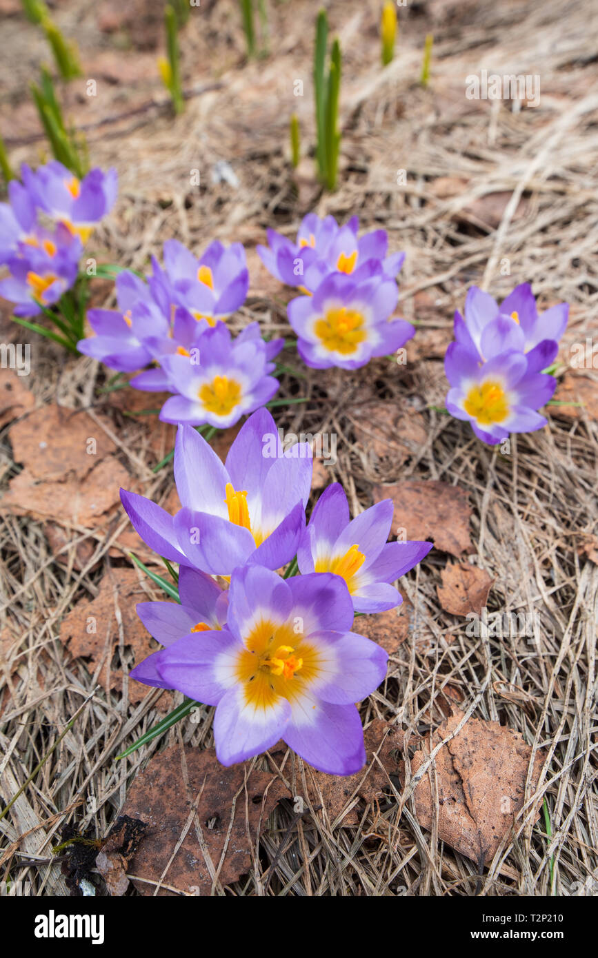 Tricolor Crocus Stock Photos & Tricolor Crocus Stock Images - Alamy