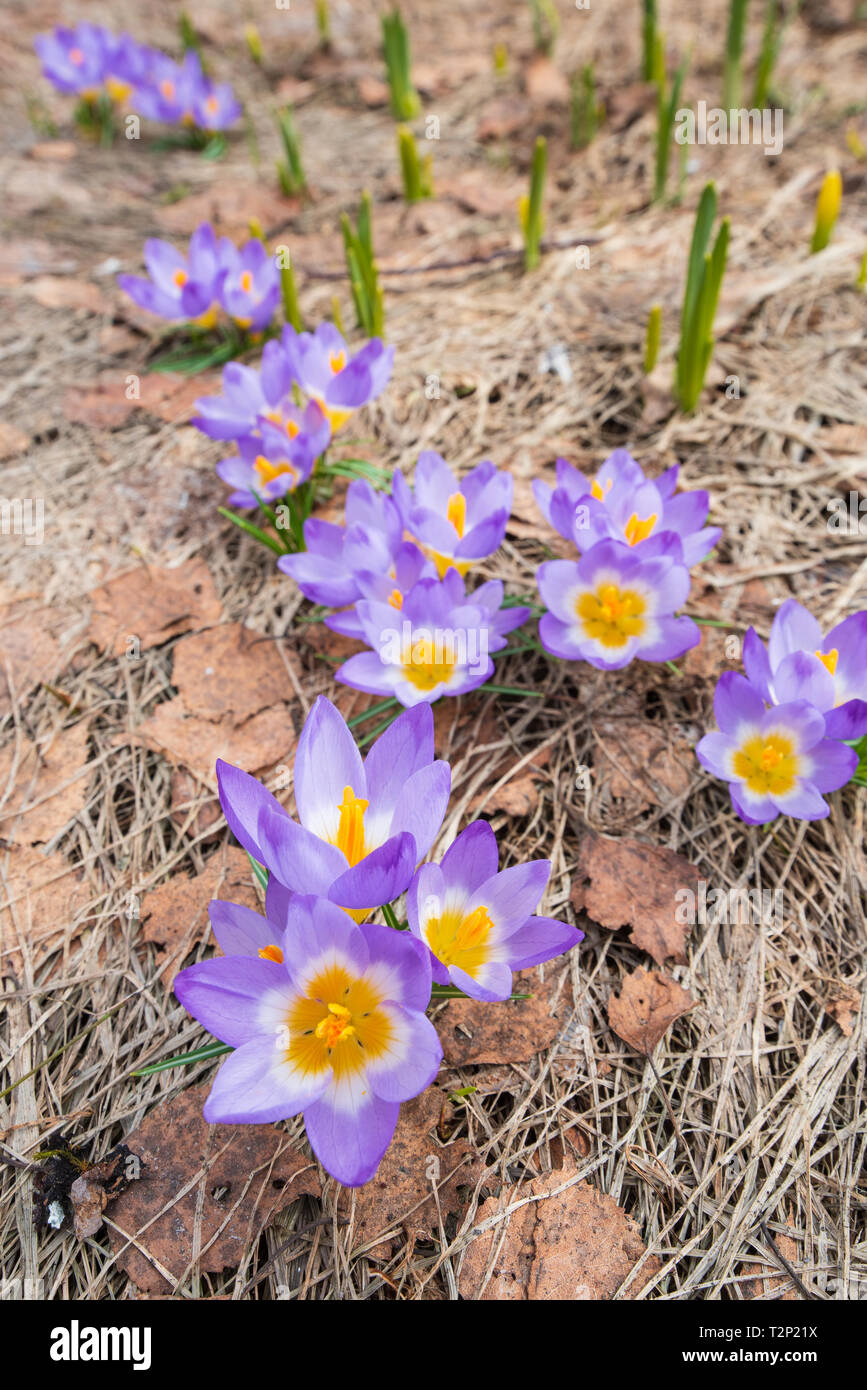 Tricolor Crocus Stock Photos & Tricolor Crocus Stock Images - Alamy