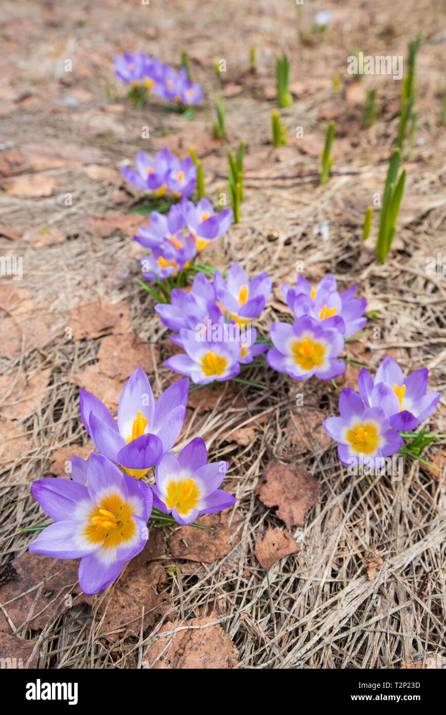 Crocus sieberi ‘Tricolor’ flowers in early spring Stock Photo - Alamy