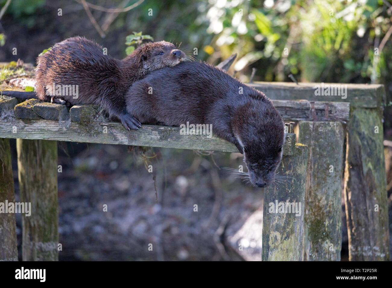 Common Otter (Lutra lutra Stock Photo - Alamy