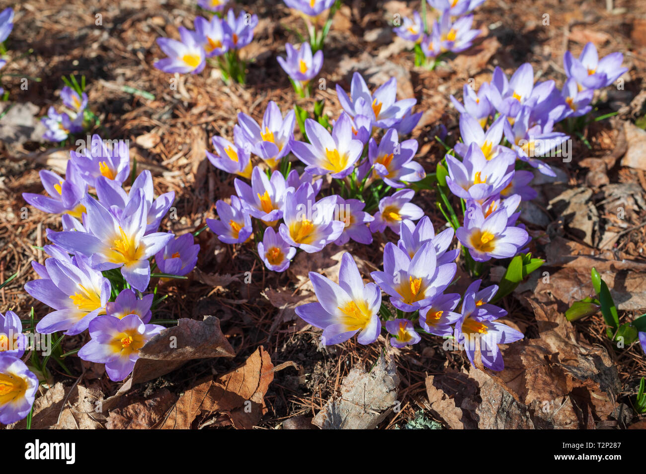 Tricolor crocus hi-res stock photography and images - Alamy