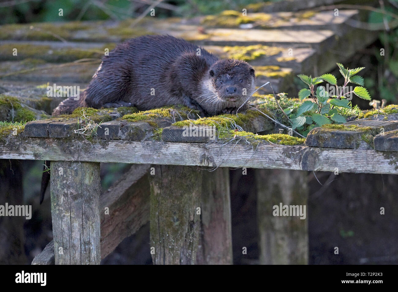 Common Otter (Lutra lutra Stock Photo - Alamy