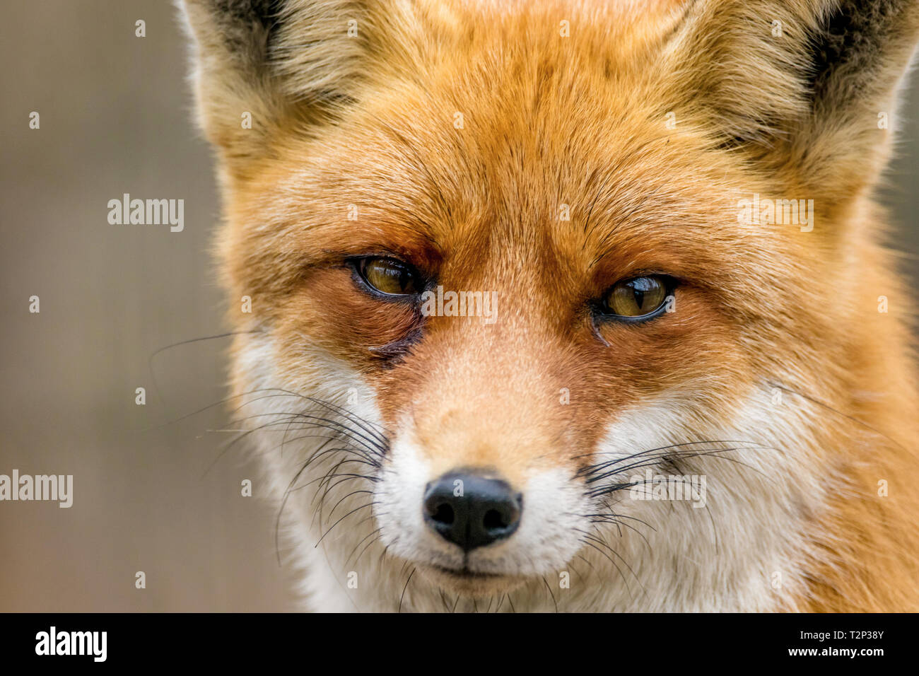 image portrait of a wild animal red fox Stock Photo - Alamy